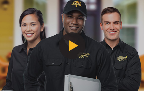 Wildlife Control Services | Critter Control of Greater Pittsburgh